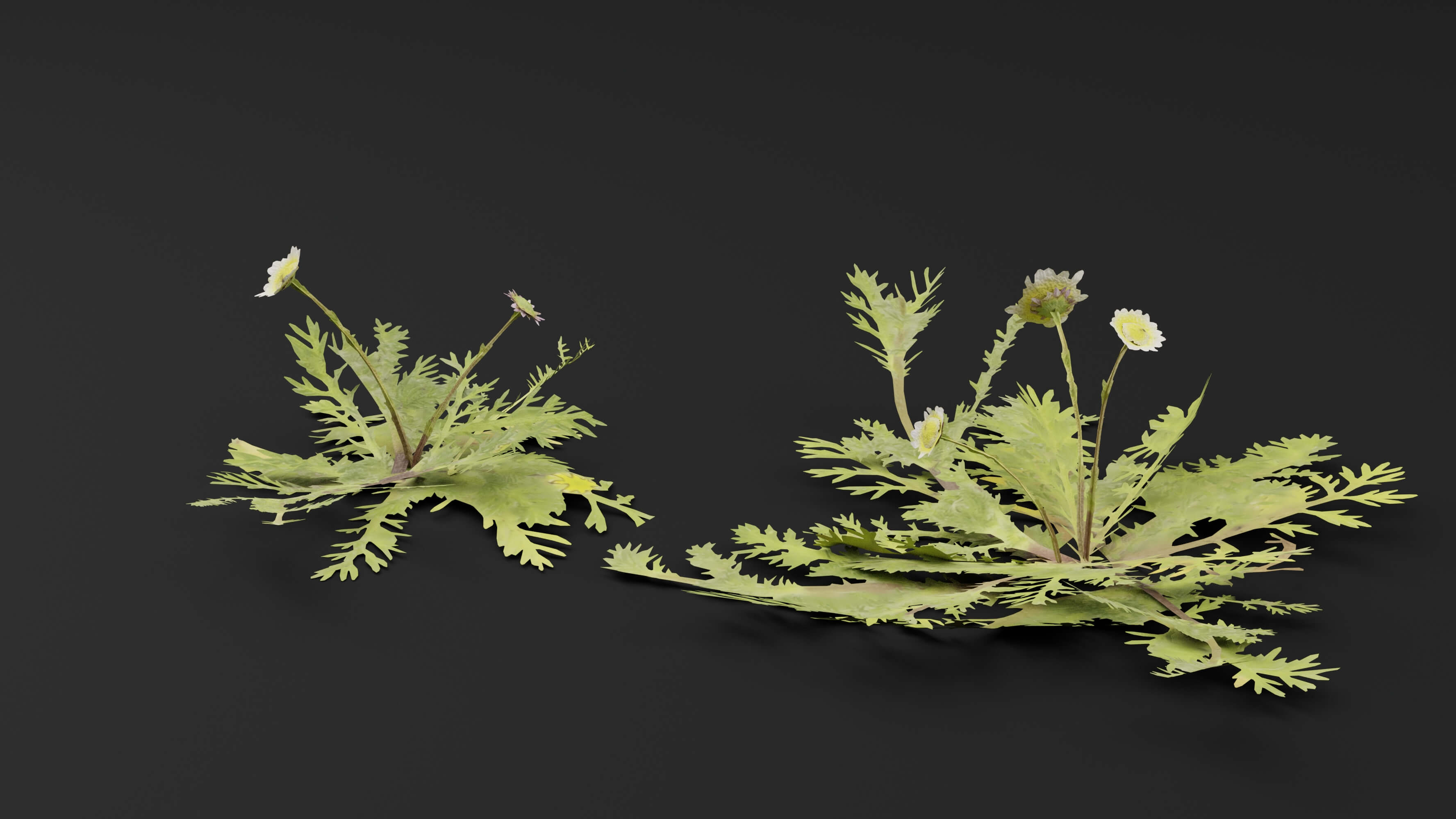 Cotula Turbinata Plant - 3D Model by Green Lander