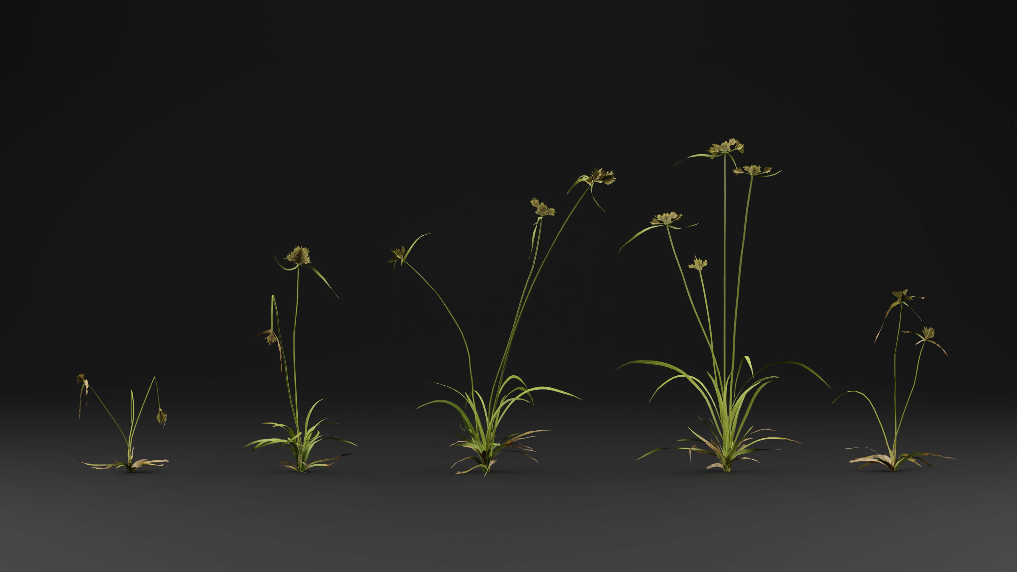 Cyperus Congestus Plant - 3D Model by Green Lander