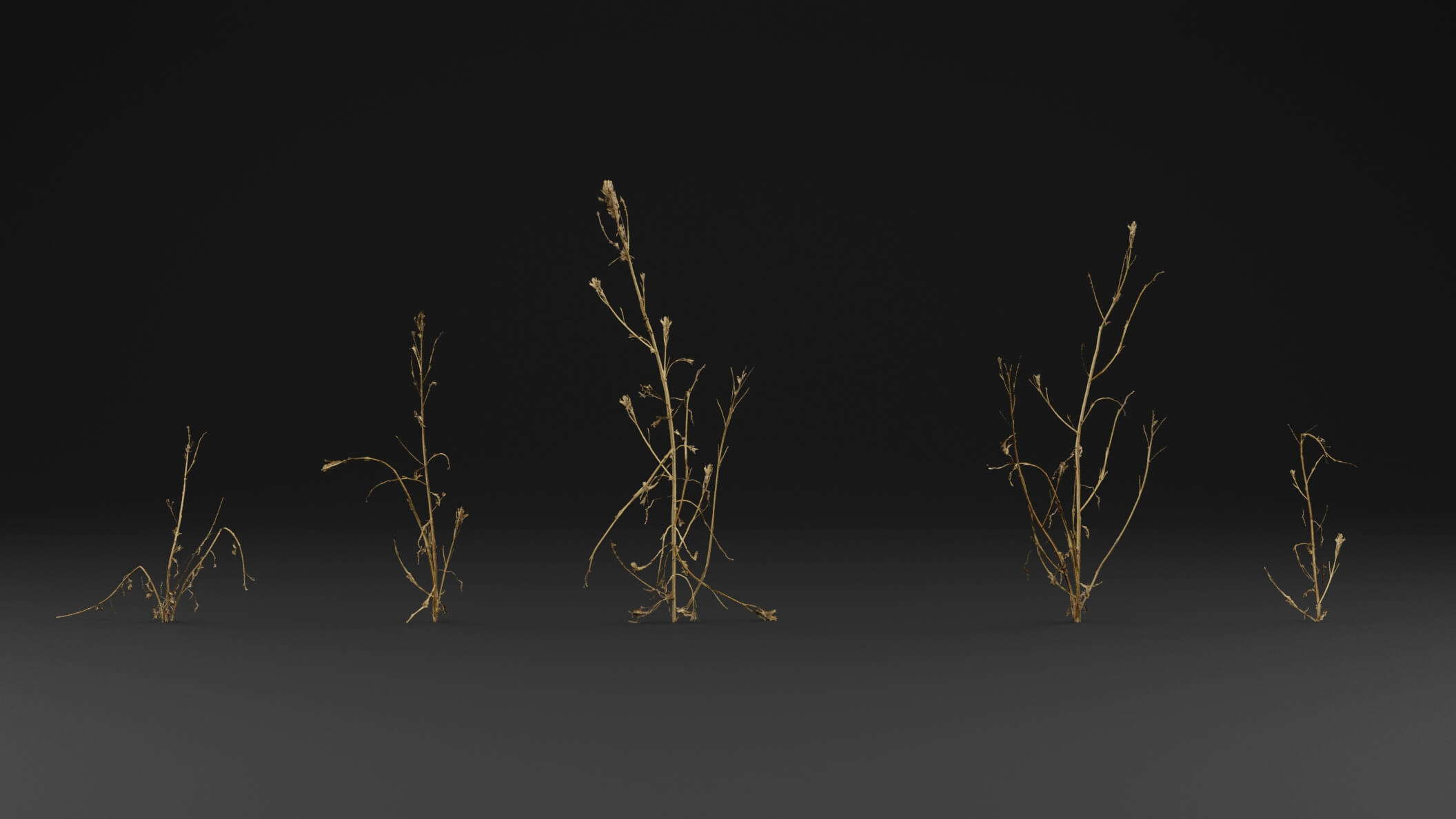 Dead Herb Weed - 3D Model by Green Lander