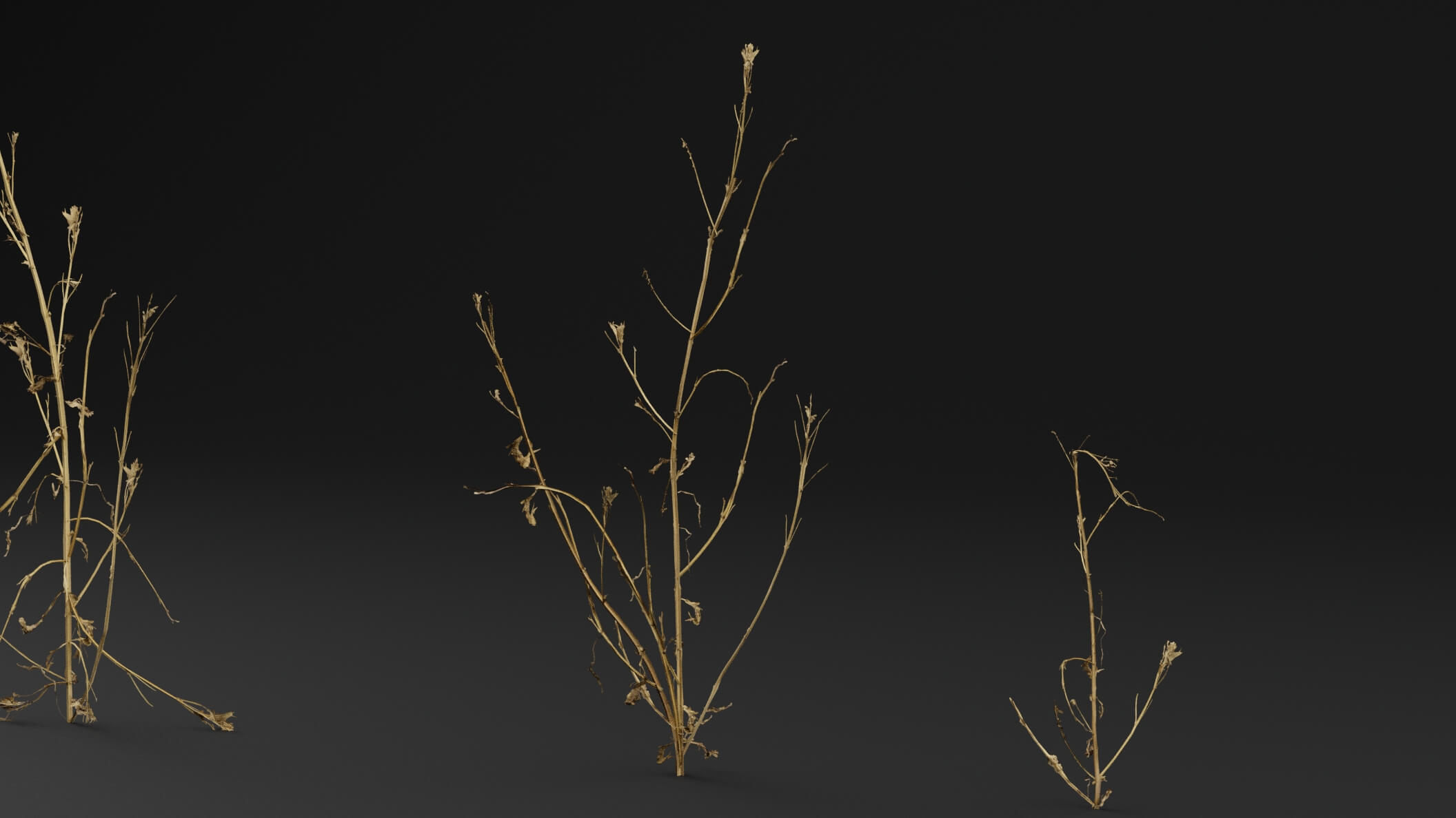 Dead Herb Weed - 3D Model by Green Lander