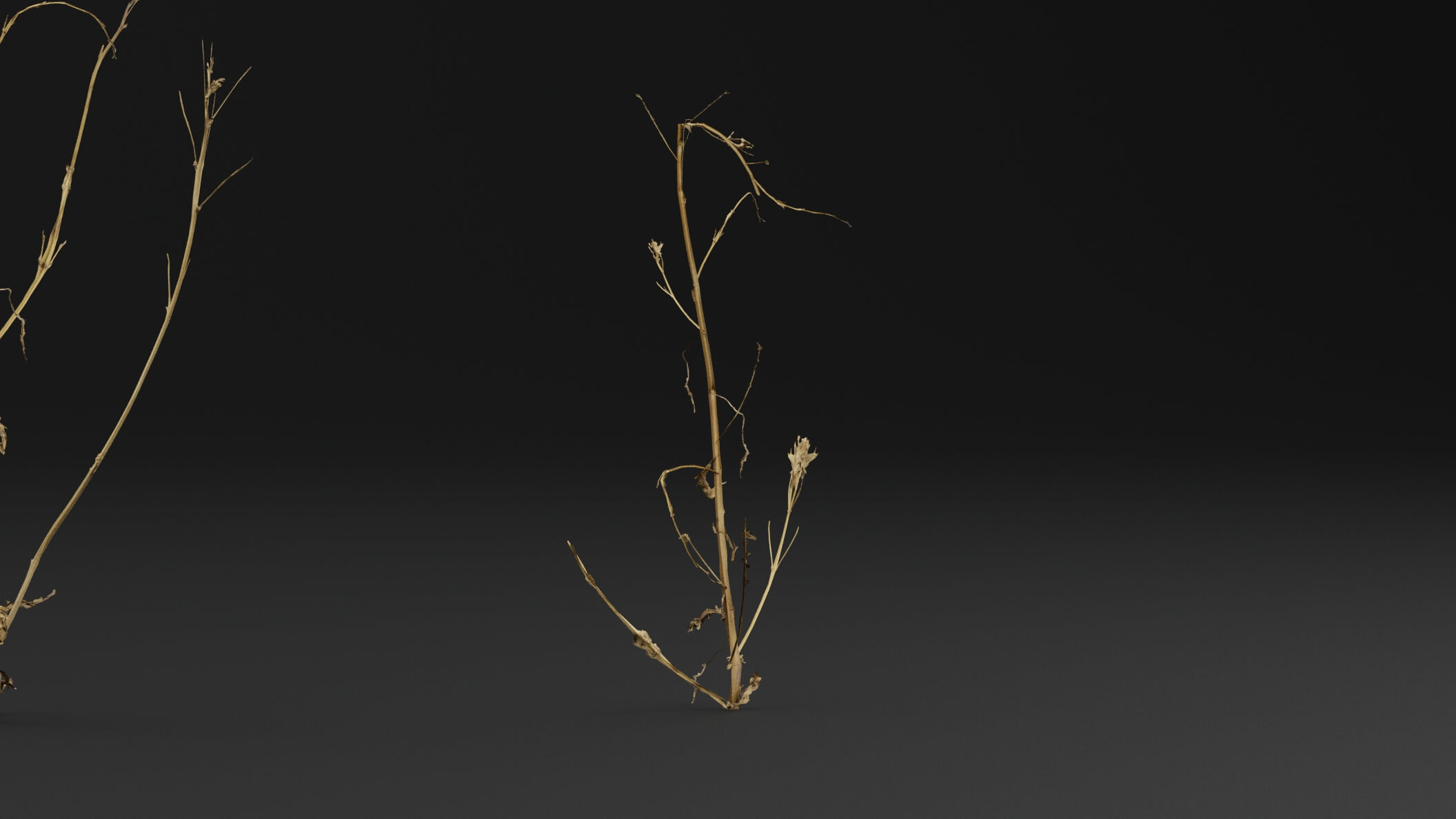 Dead Herb Weed - 3D Model by Green Lander