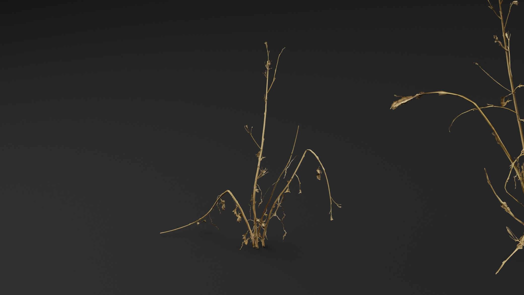 Dead Herb Weed - 3D Model by Green Lander
