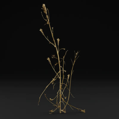 Dead Herb Weed - 3D Model by Green Lander