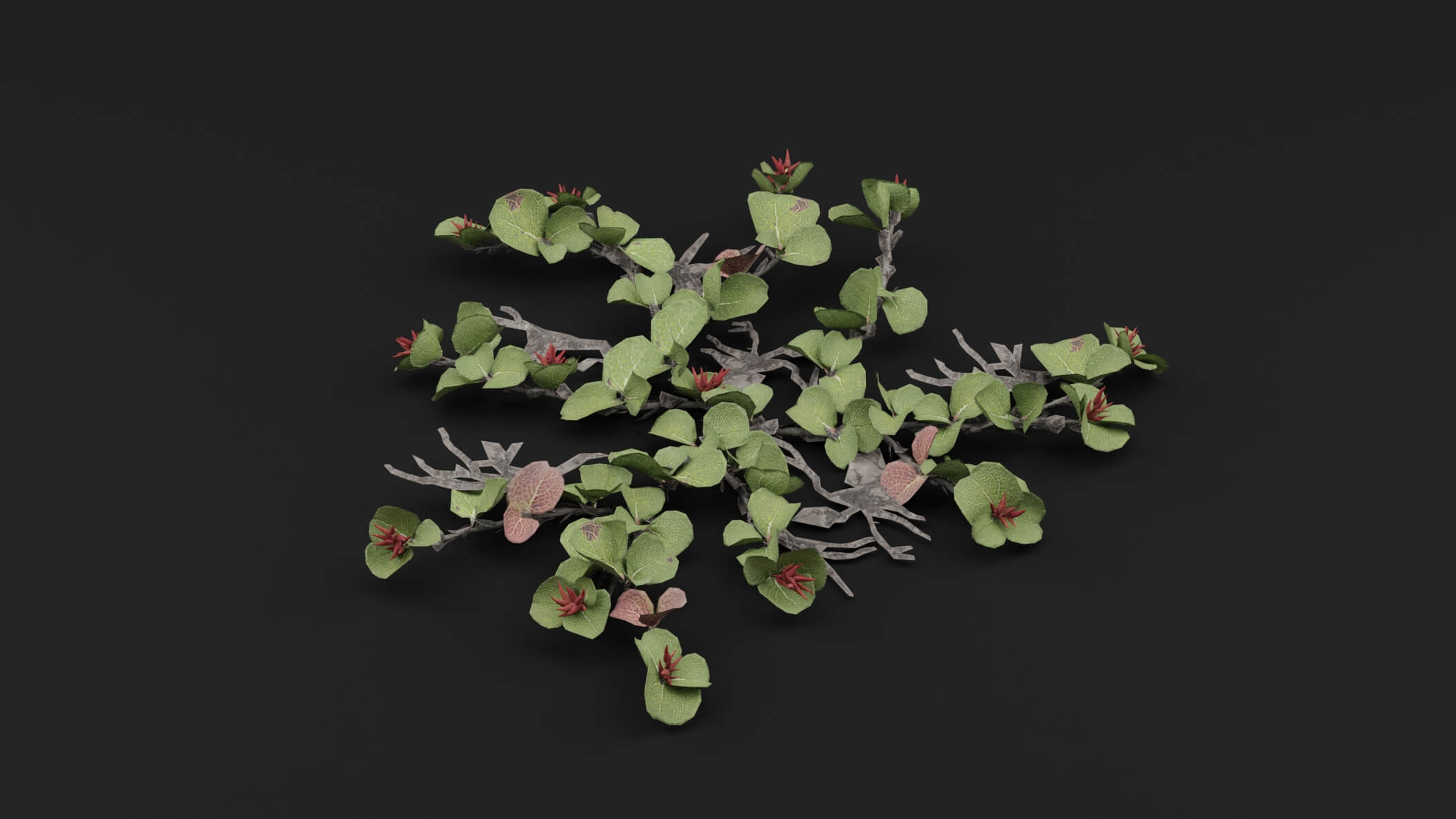 Dwarf Australian Weeping Willow - 3D Model by Green Lander
