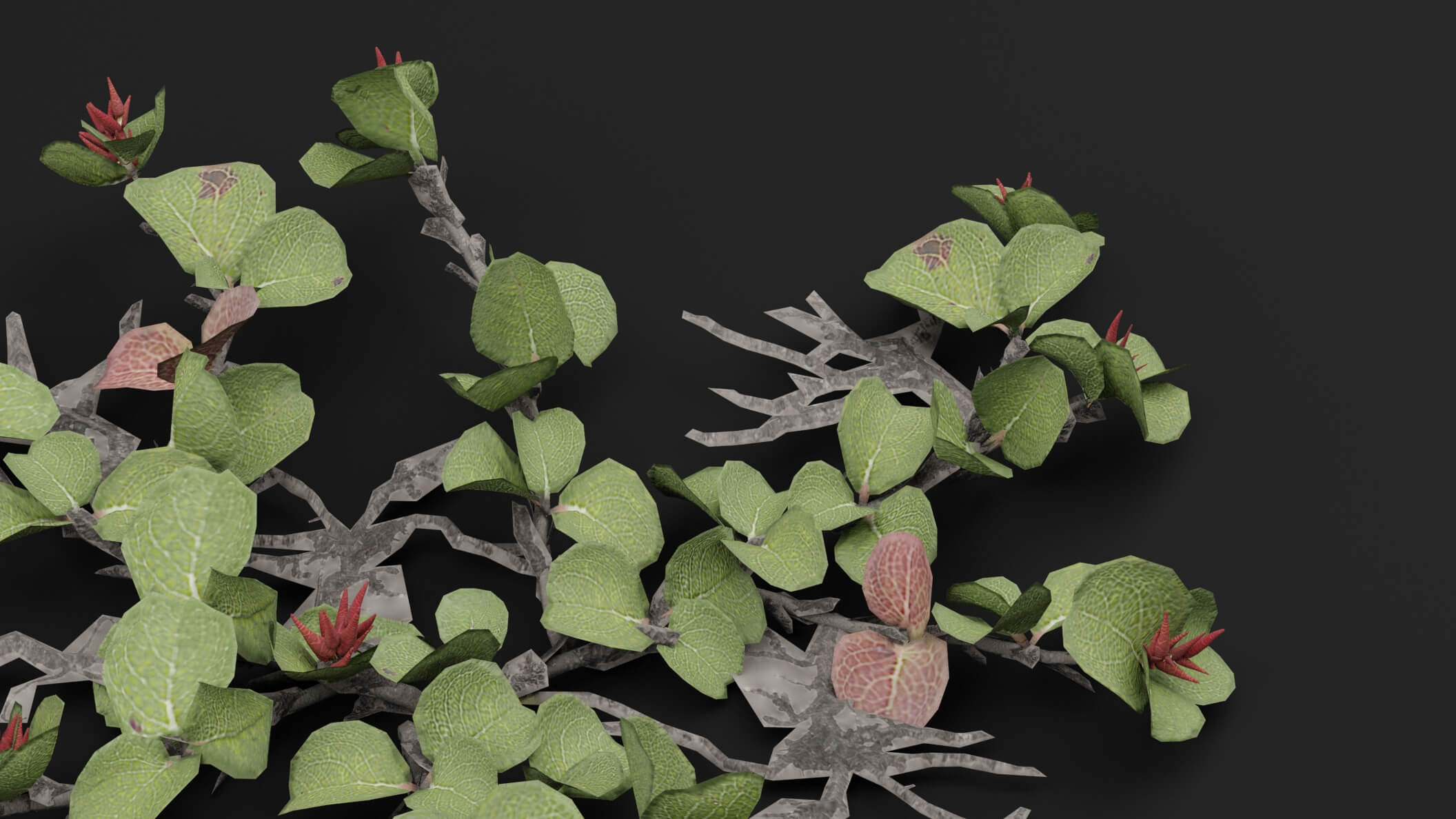 Dwarf Australian Weeping Willow - 3D Model by Green Lander