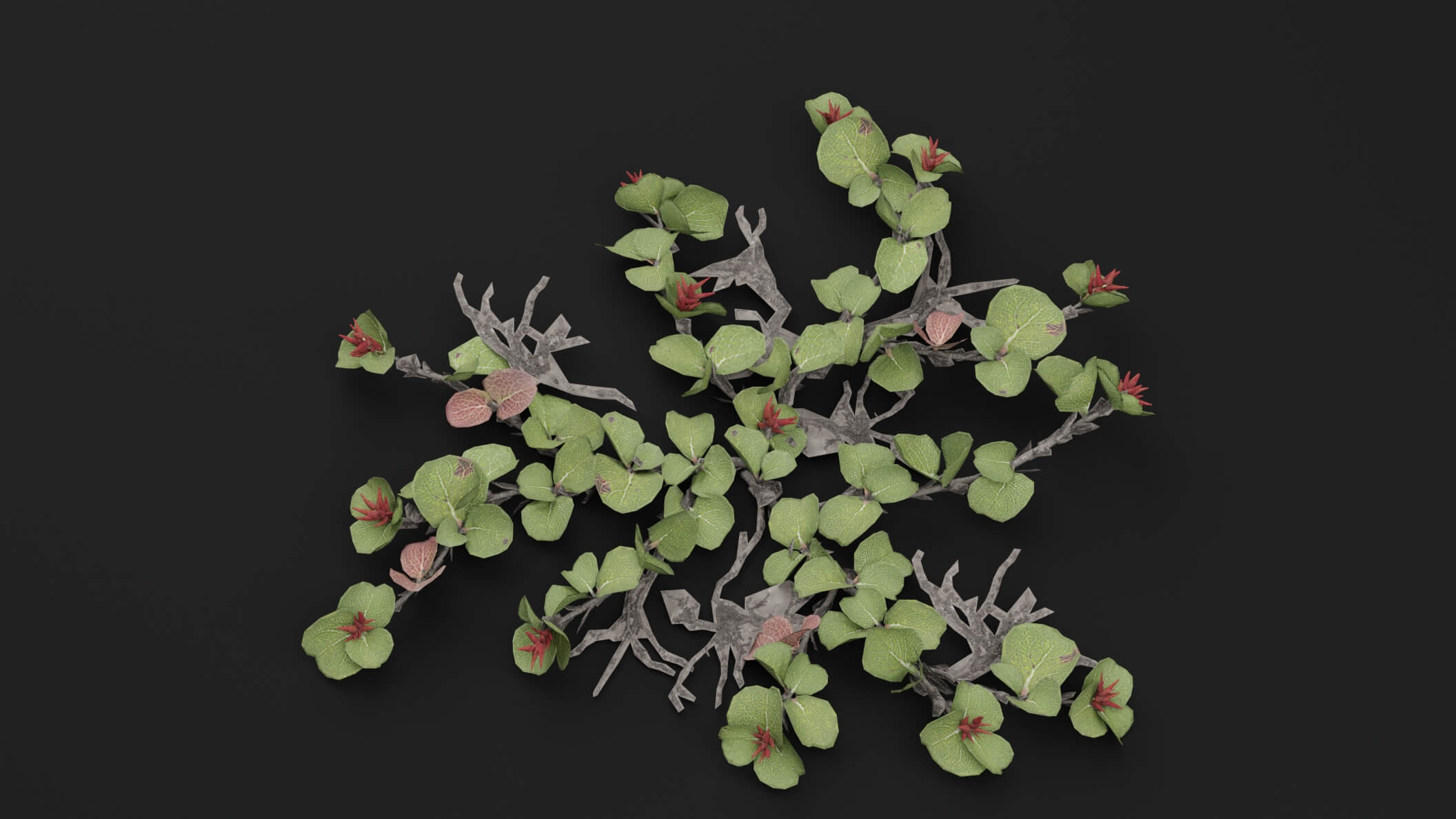 Dwarf Australian Weeping Willow - 3D Model by Green Lander