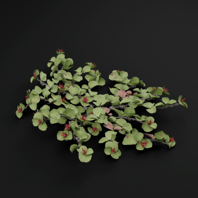 Dwarf Australian Weeping Willow - 3D Model by Green Lander
