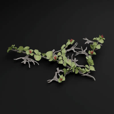 Dwarf Australian Weeping Willow - 3D Model by Green Lander
