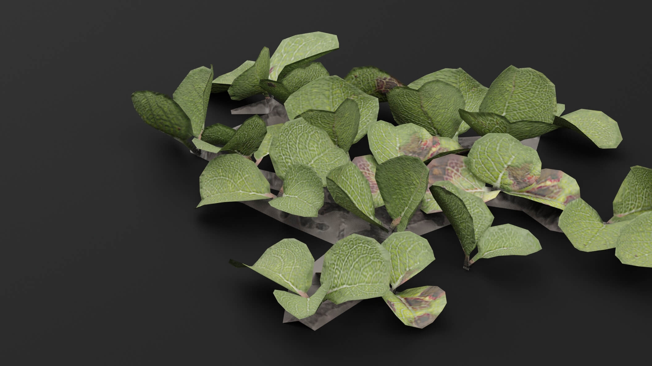 Dwarf Australian Weeping Willow - 3D Model by Green Lander