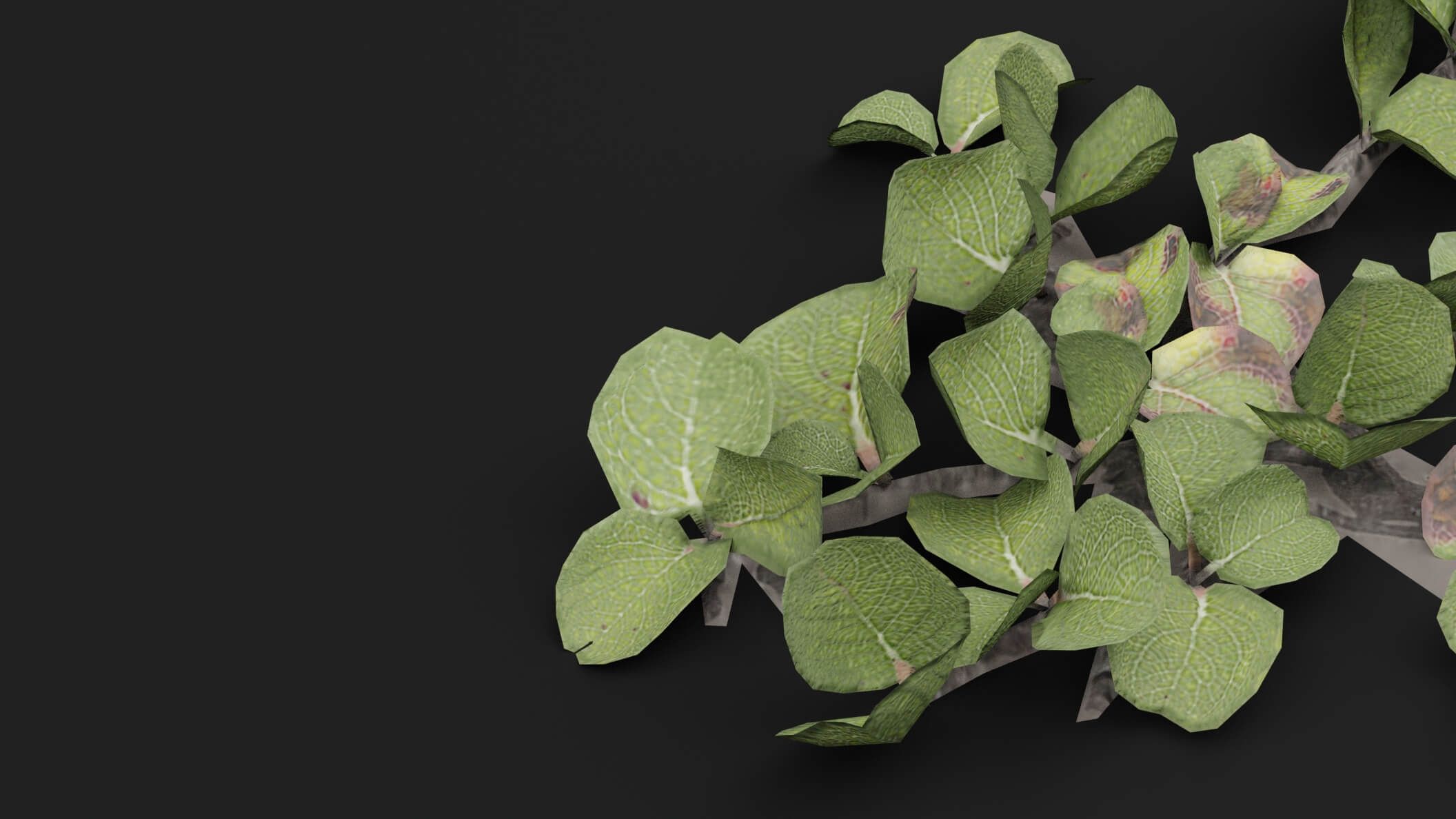 Dwarf Australian Weeping Willow - 3D Model by Green Lander
