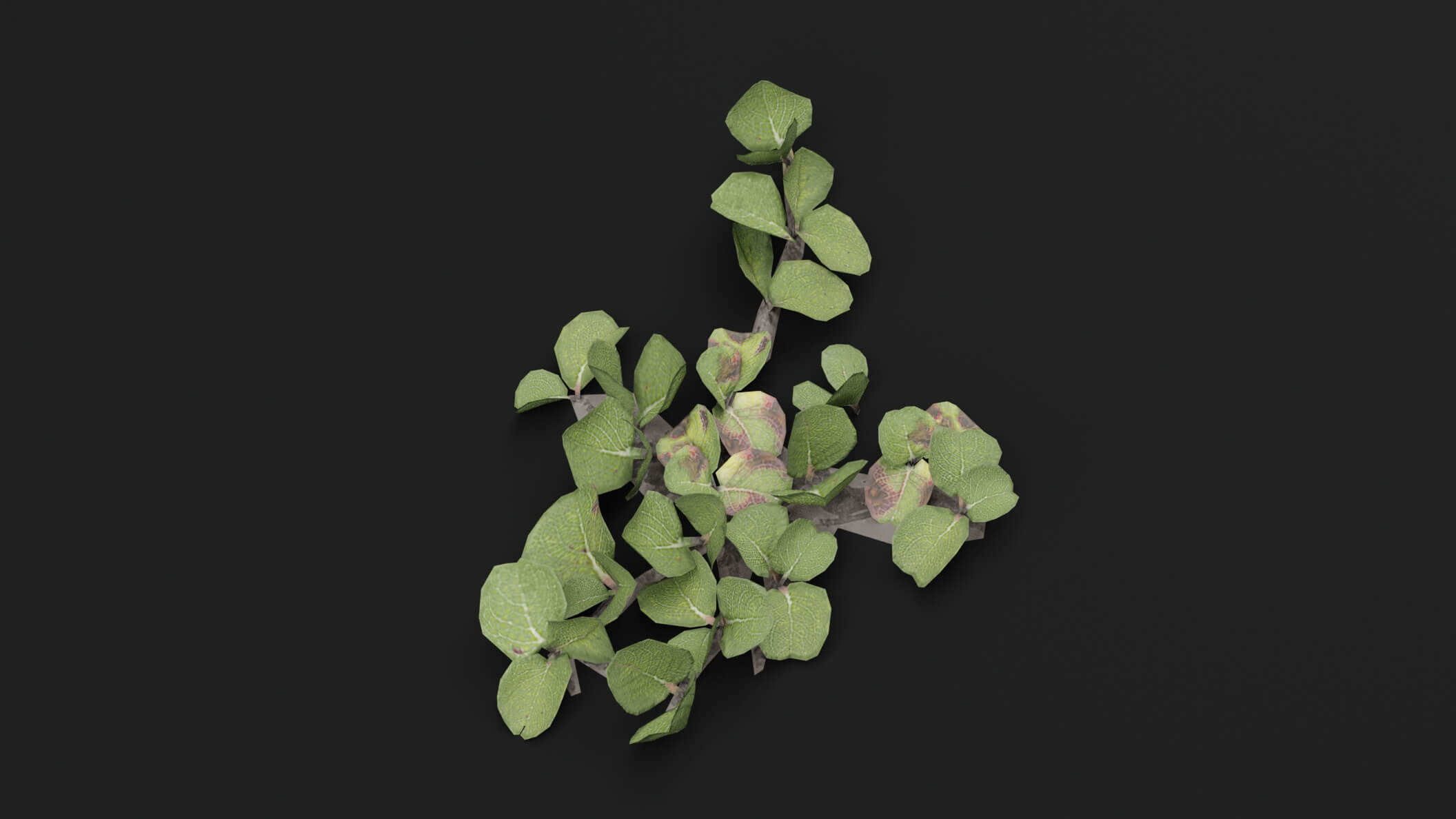 Dwarf Australian Weeping Willow - 3D Model by Green Lander