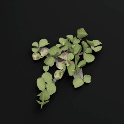 Dwarf Australian Weeping Willow - 3D Model by Green Lander