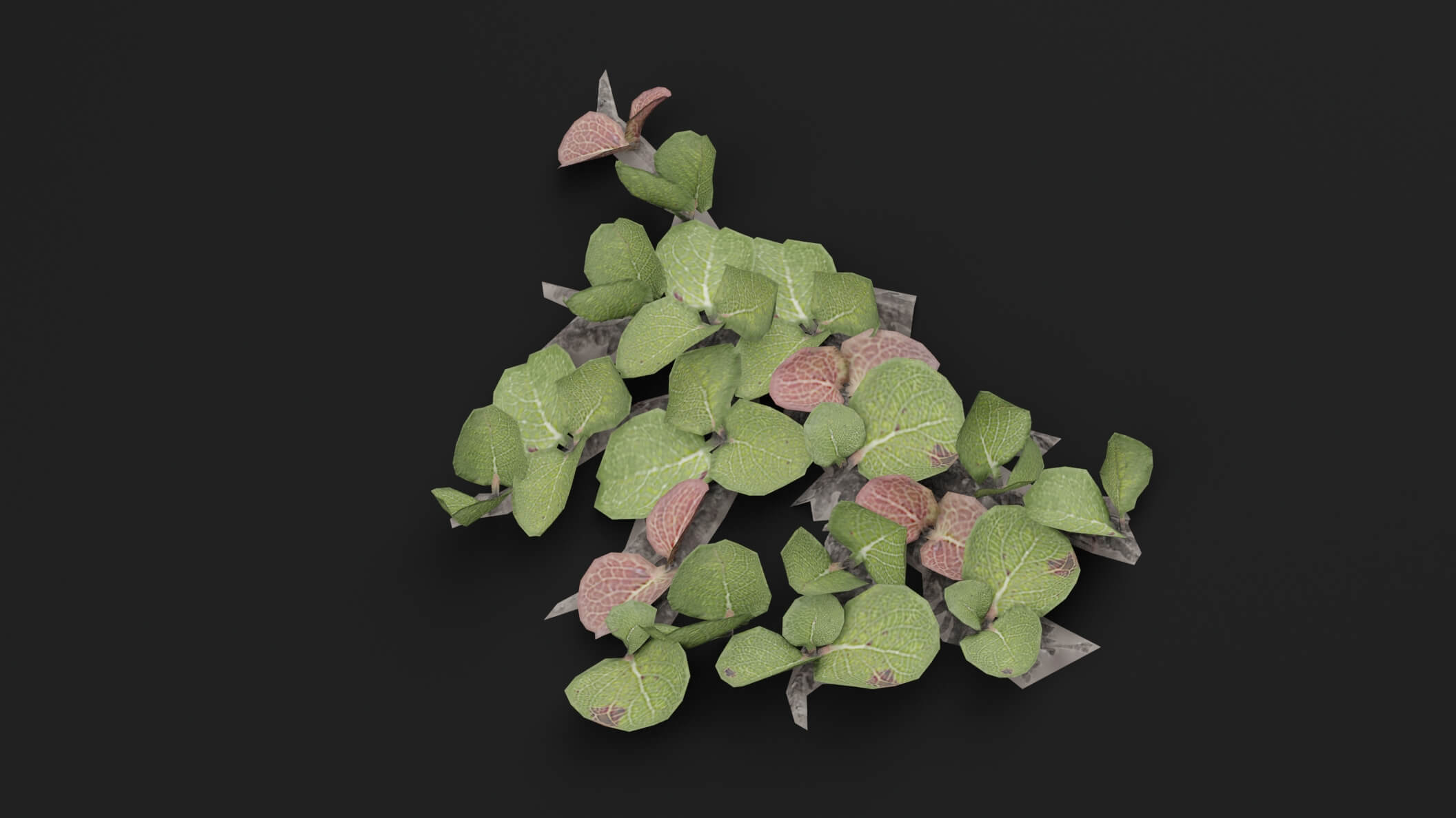 Dwarf Australian Weeping Willow - 3D Model by Green Lander