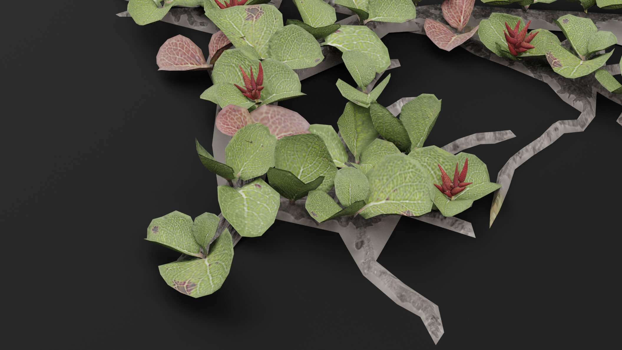 Dwarf Australian Weeping Willow - 3D Model by Green Lander
