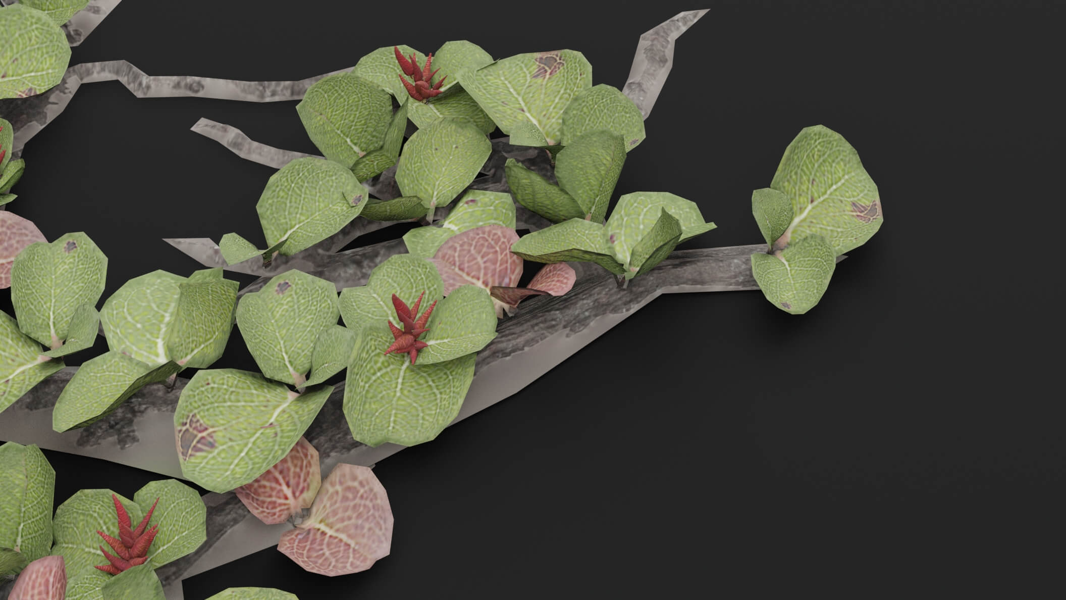 Dwarf Australian Weeping Willow - 3D Model by Green Lander