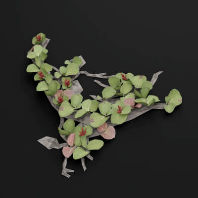 Dwarf Australian Weeping Willow - 3D Model by Green Lander