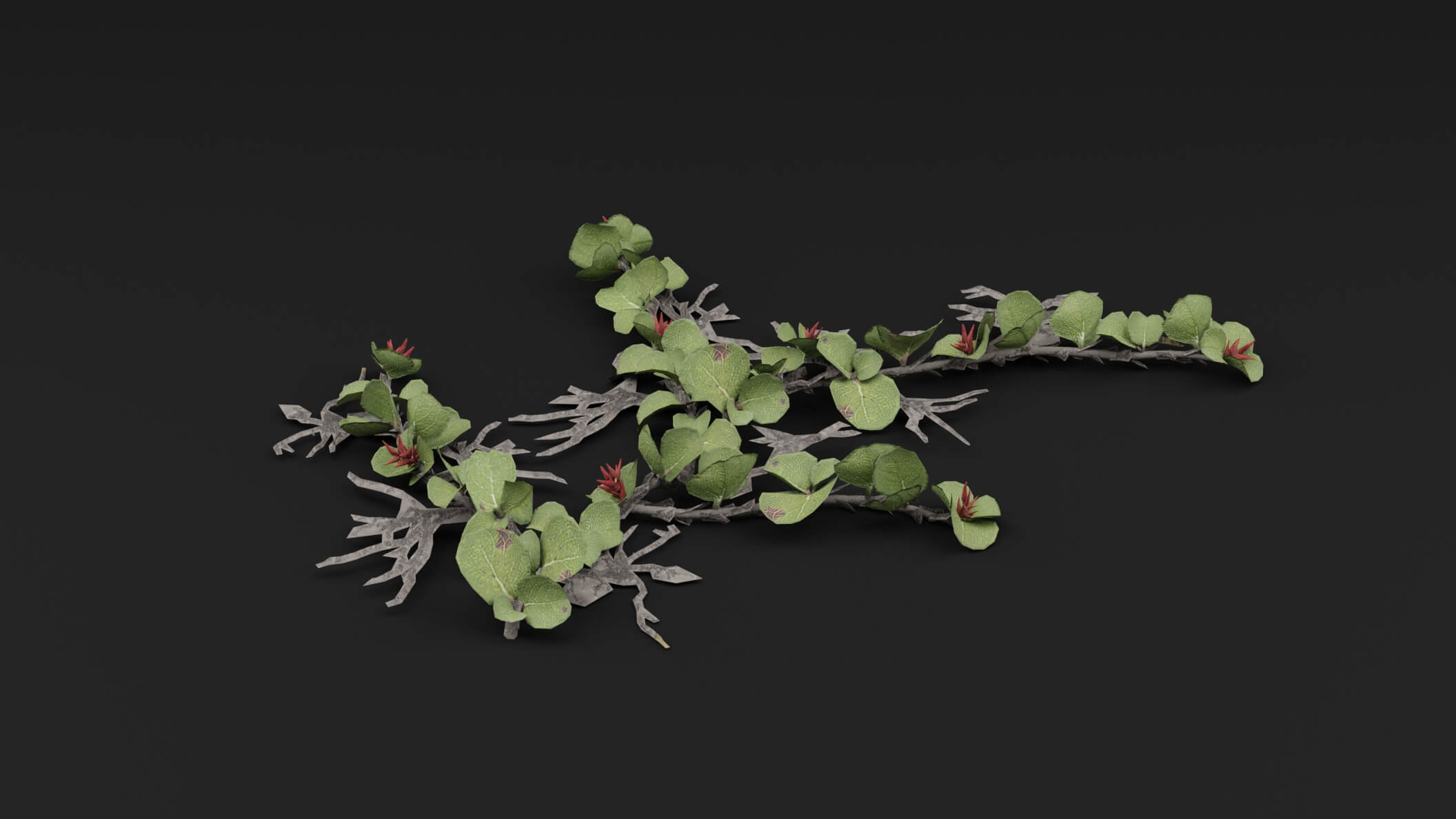 Dwarf Australian Weeping Willow - 3D Model by Green Lander