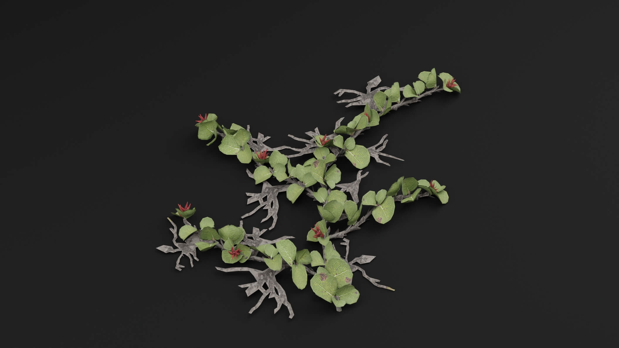 Dwarf Australian Weeping Willow - 3D Model by Green Lander