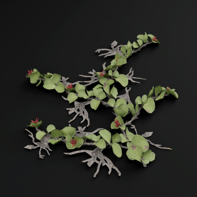 Dwarf Australian Weeping Willow - 3D Model by Green Lander
