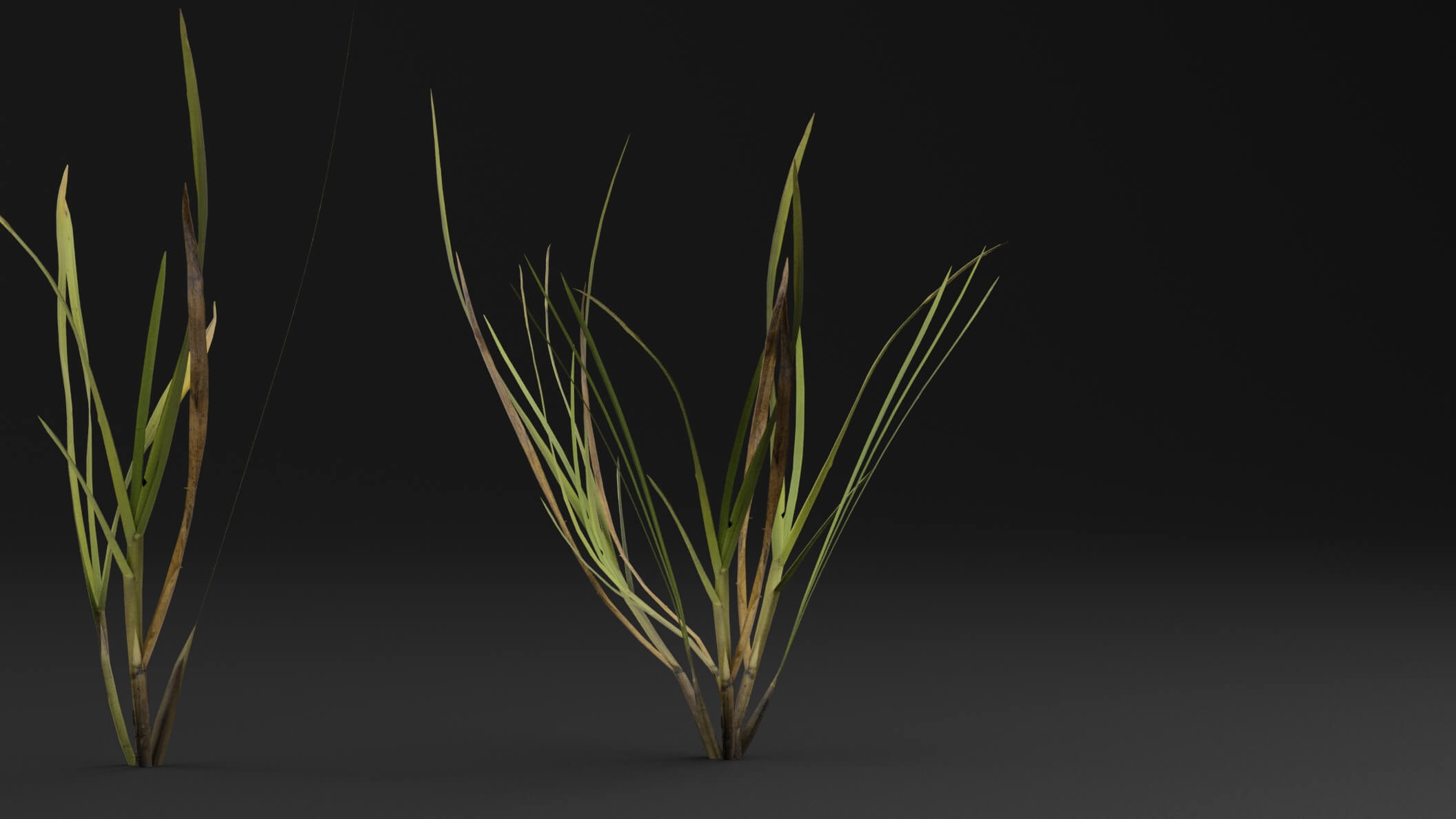 Eelgrass Plant - 3D Model by Green Lander