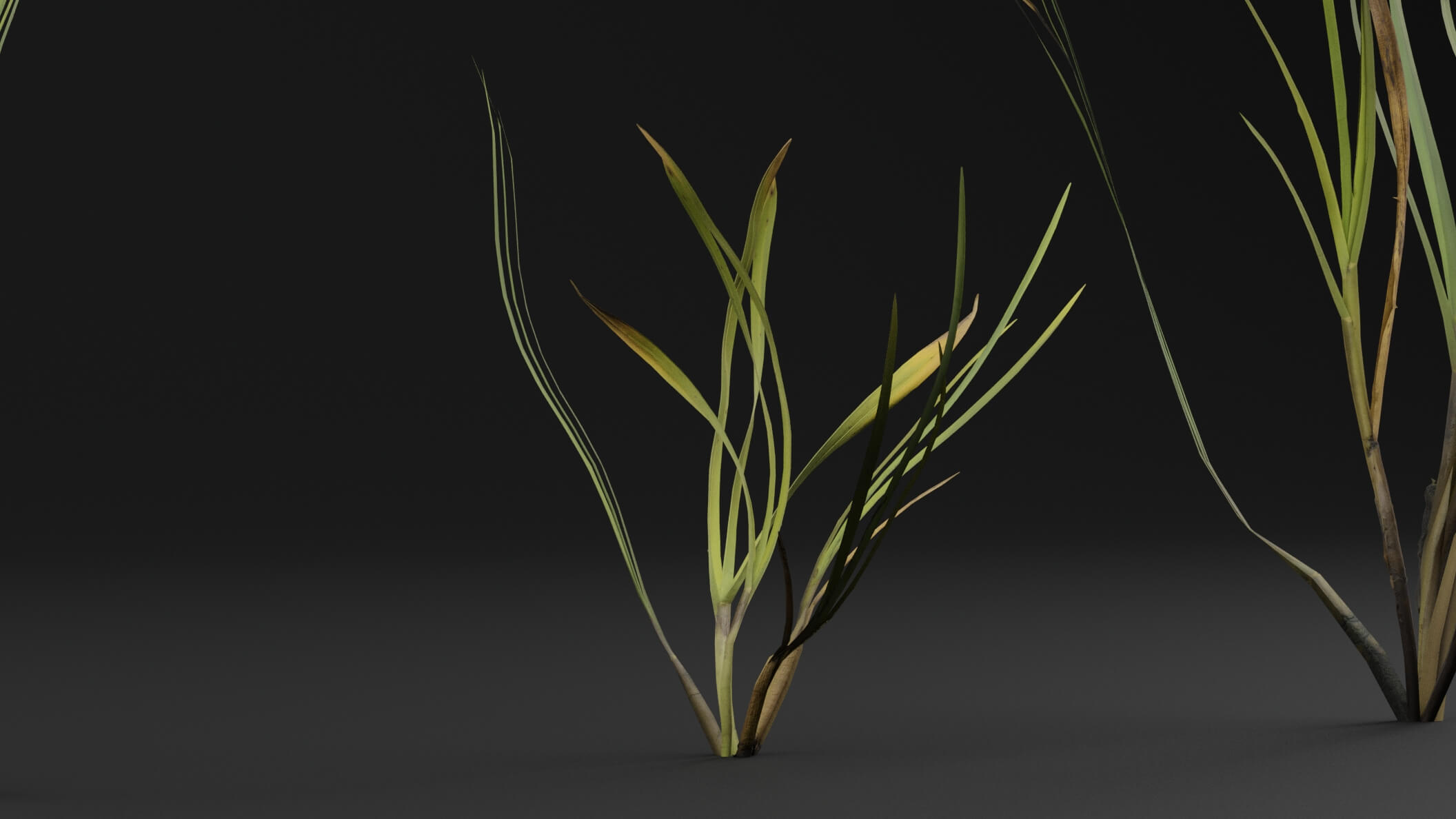 Eelgrass Plant - 3D Model by Green Lander
