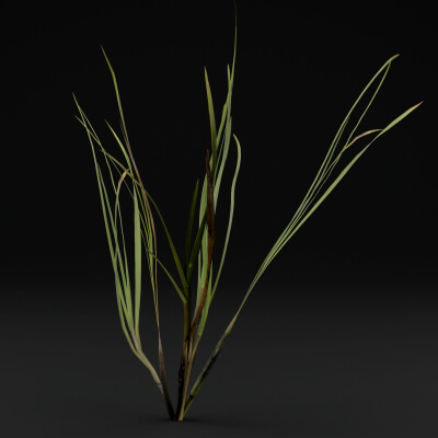 Eelgrass Plant - 3D Model by Green Lander