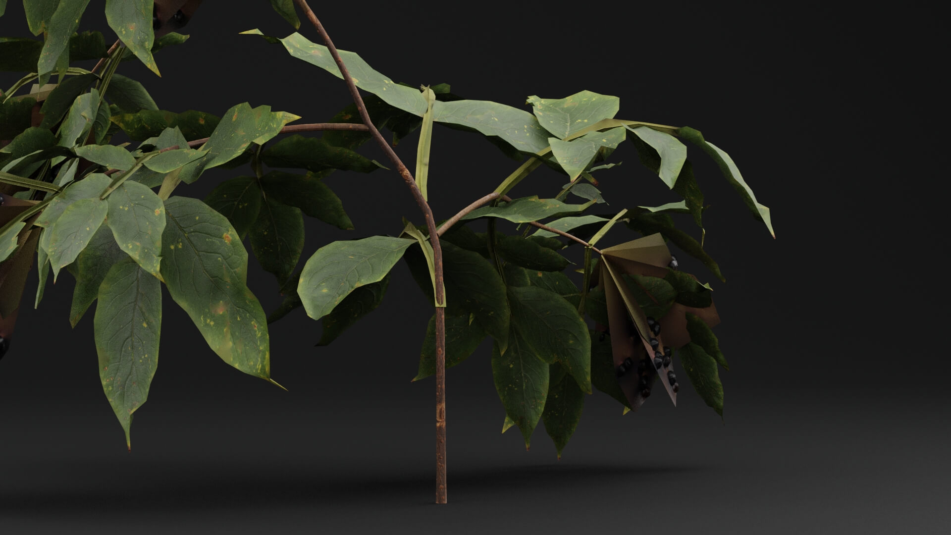 Elderberry Plant - 3D Model by Green Lander