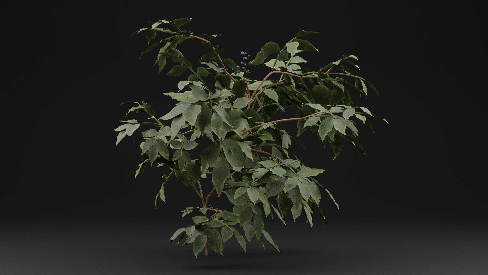 Elderberry Plant - 3D Model by Green Lander