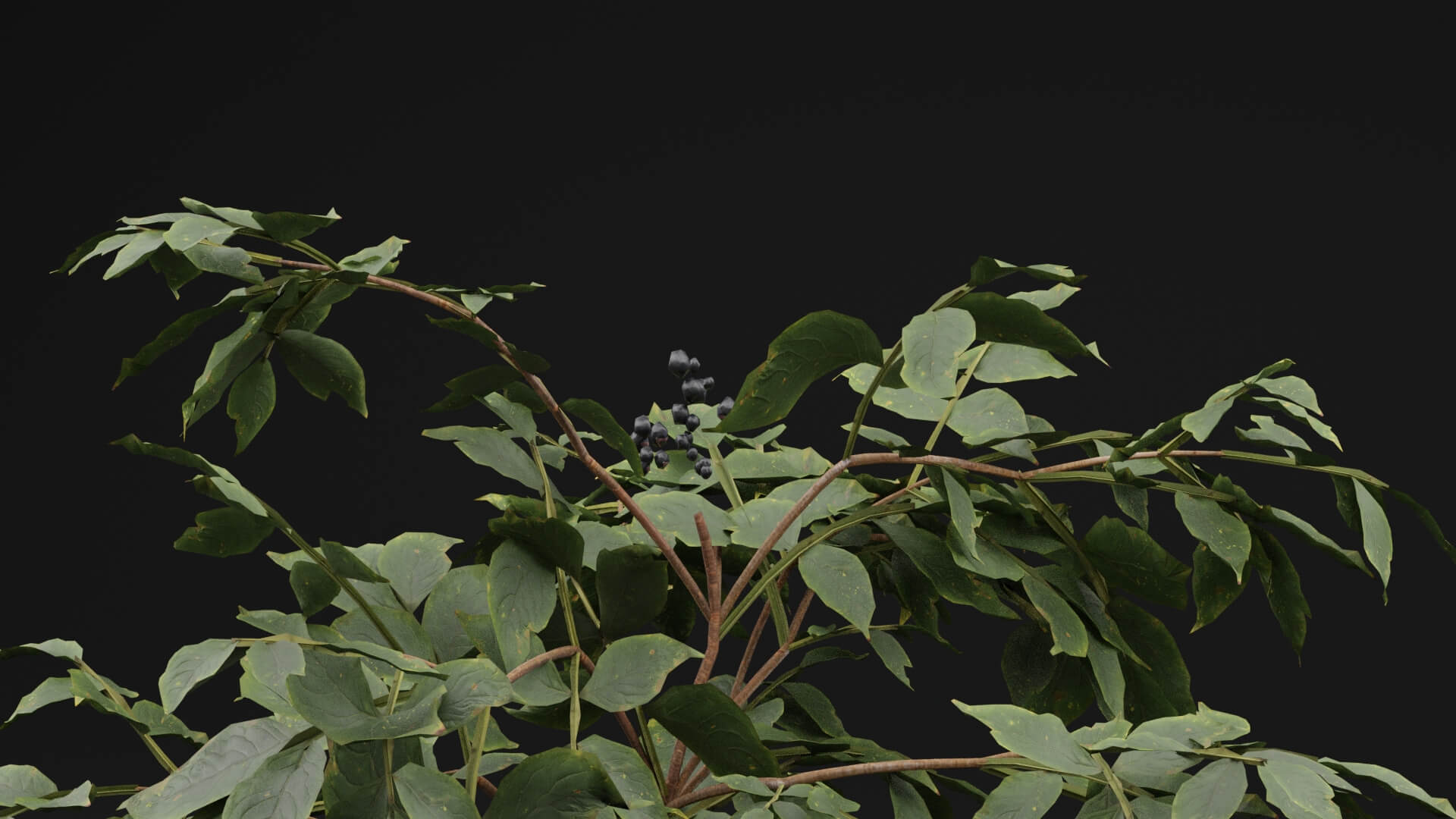 Elderberry Plant - 3D Model by Green Lander