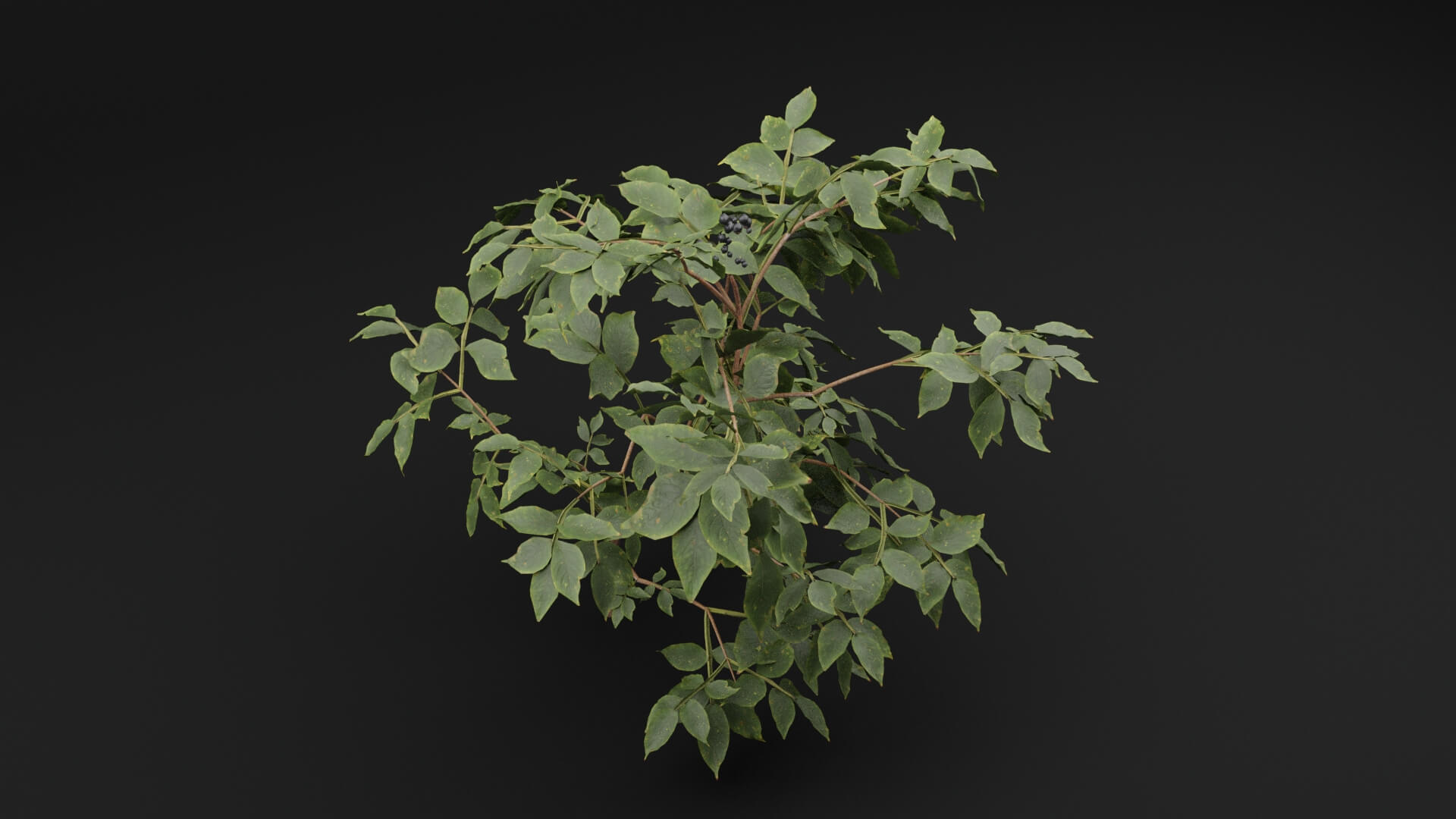 Elderberry Plant - 3D Model by Green Lander