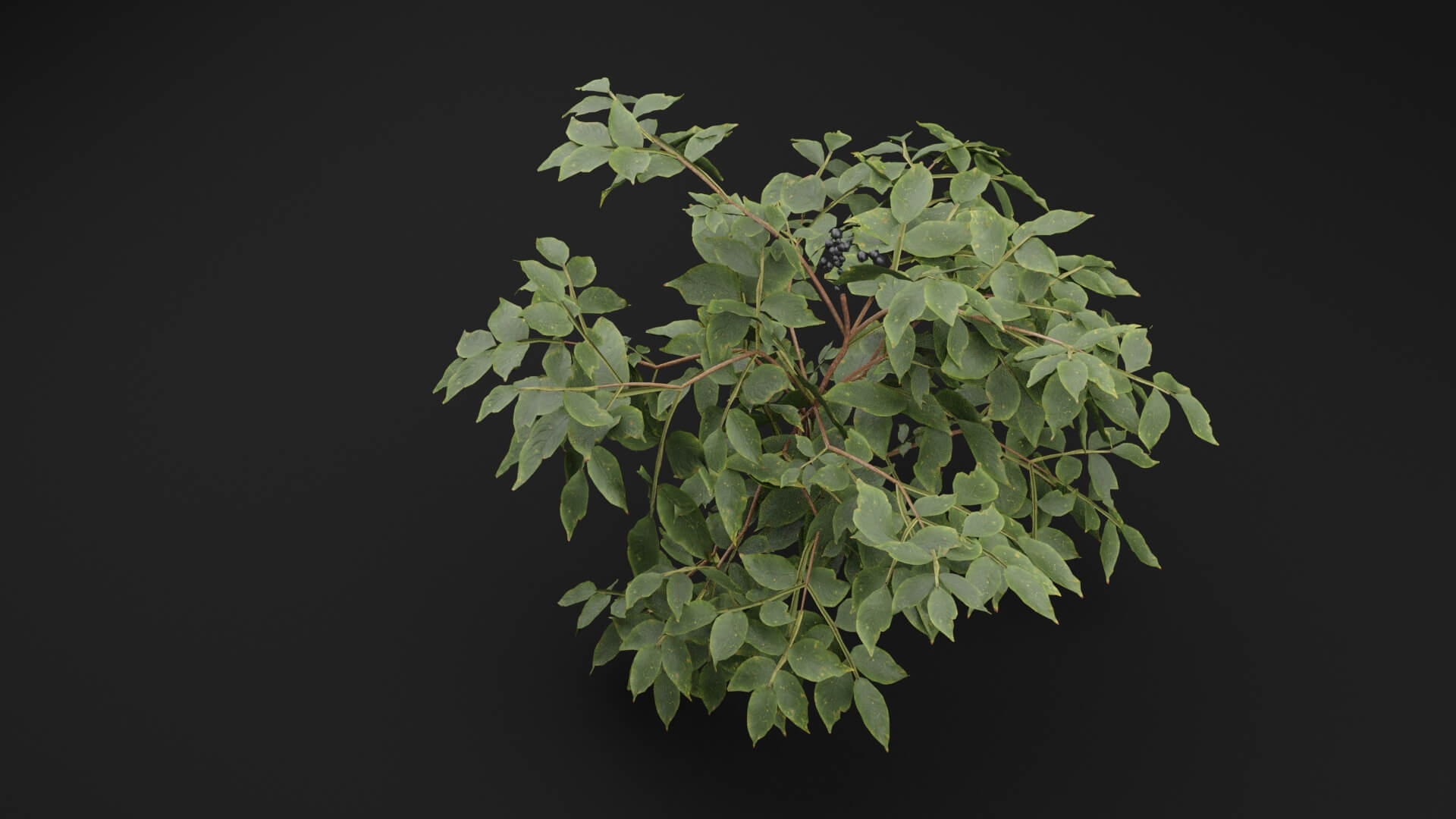 Elderberry Plant - 3D Model by Green Lander