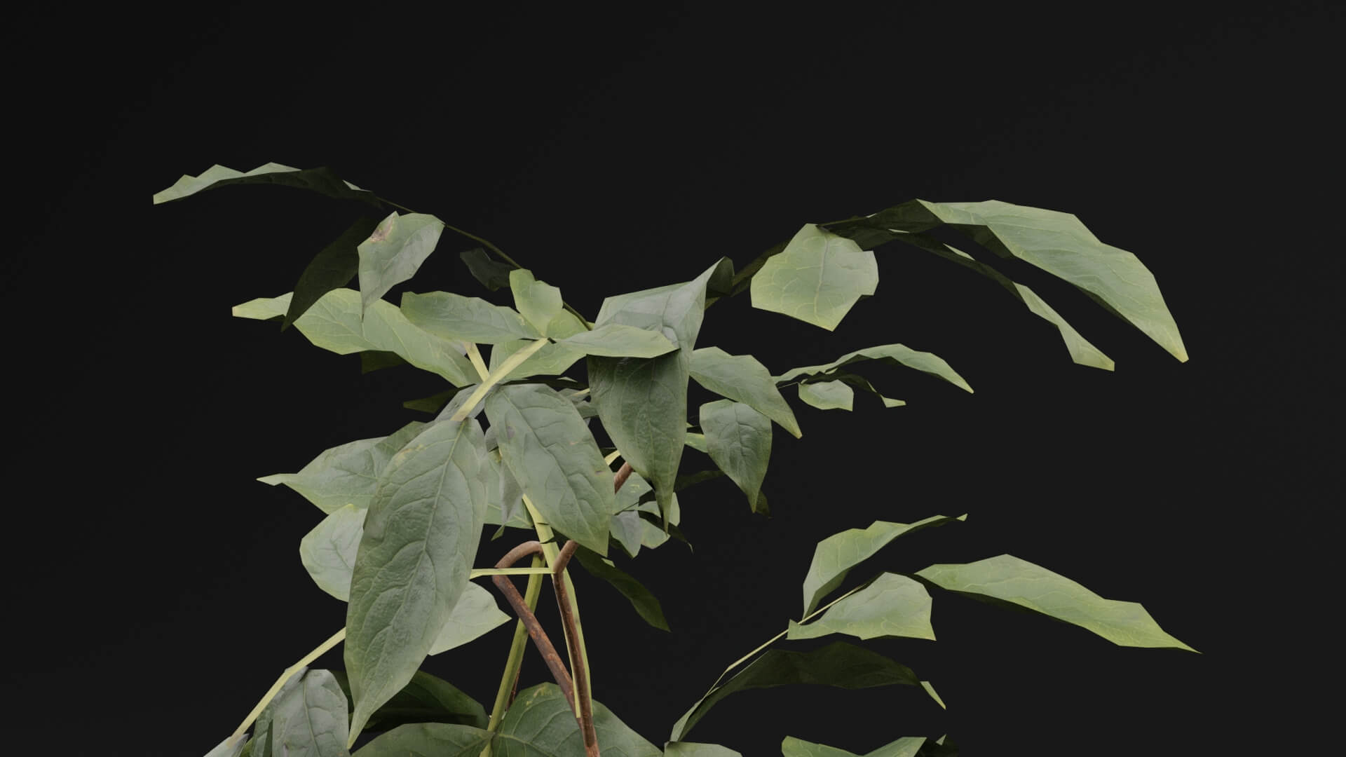 Elderberry Plant - 3D Model by Green Lander