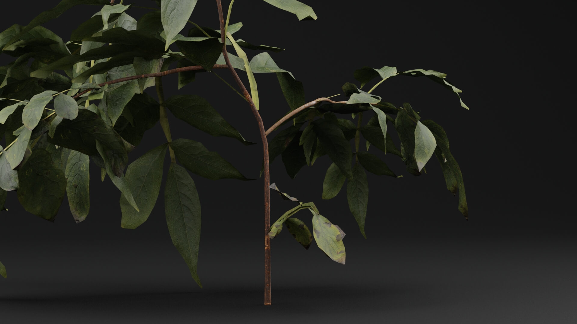 Elderberry Plant - 3D Model by Green Lander