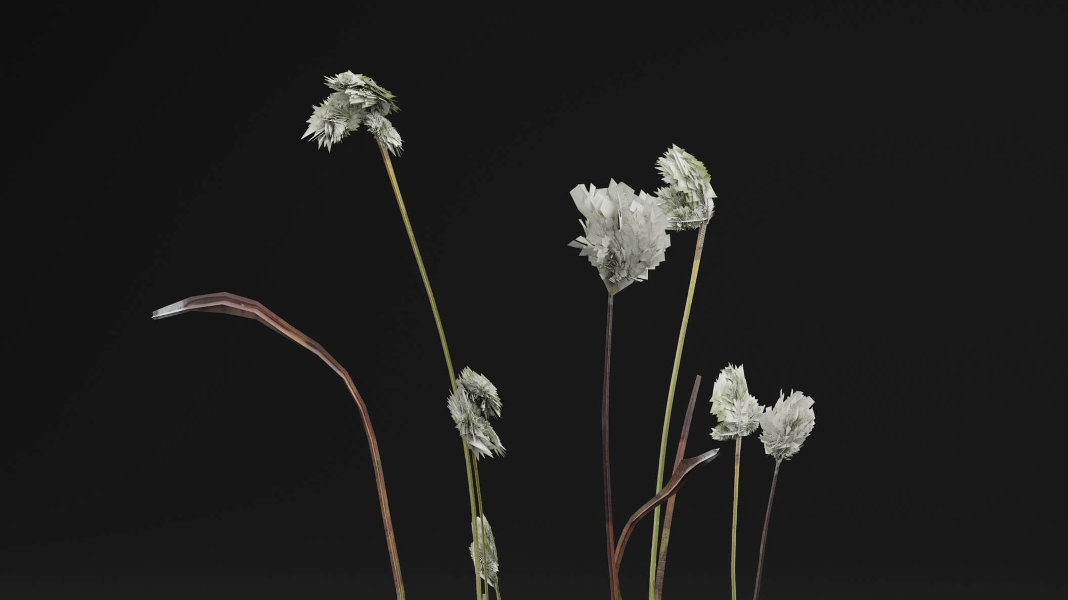 Eriophorum Plant - 3D Model by Green Lander