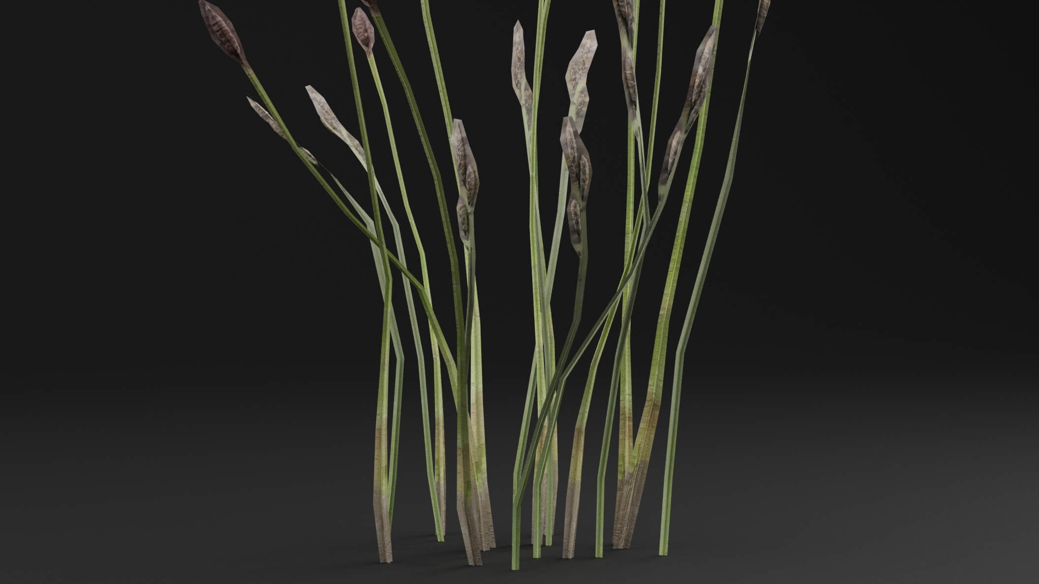 Eriophorum Plant - 3D Model by Green Lander