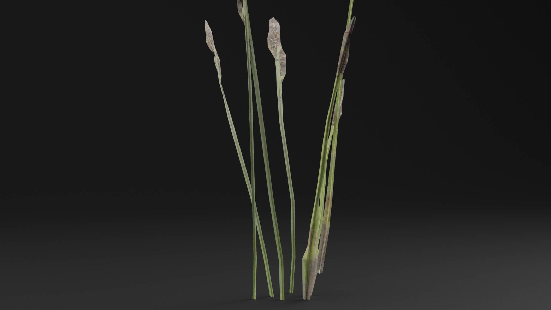 Eriophorum Plant - 3D Model by Green Lander