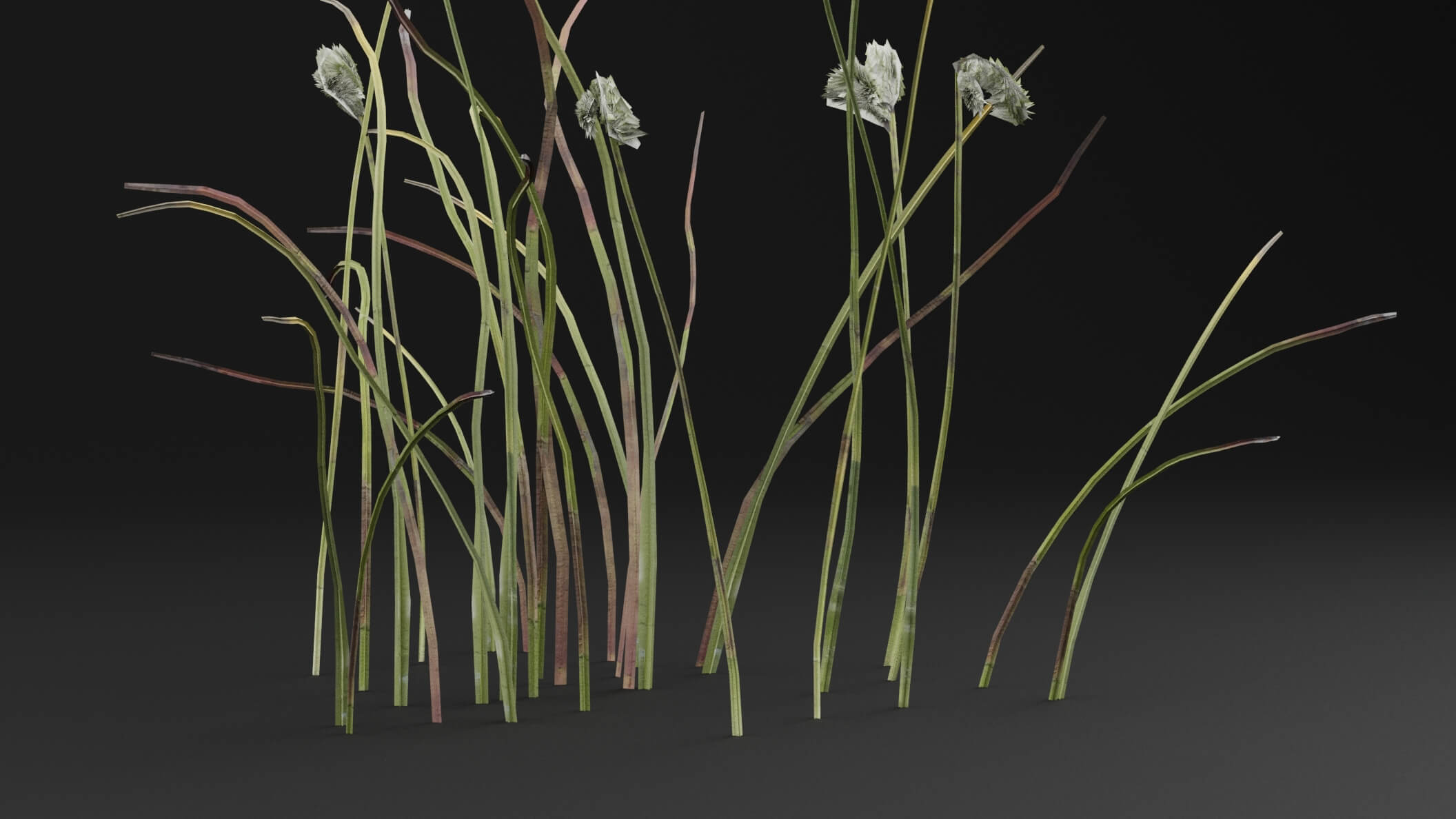 Eriophorum Plant - 3D Model by Green Lander