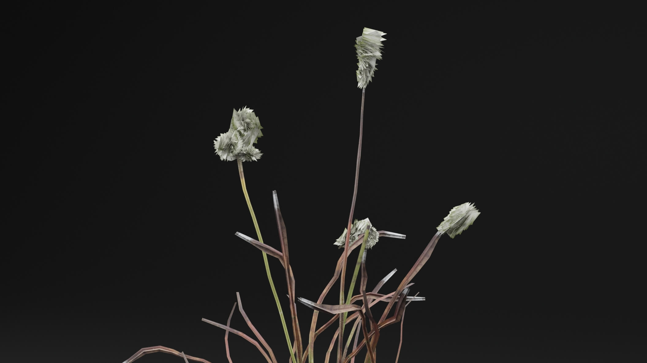 Eriophorum Plant - 3D Model by Green Lander