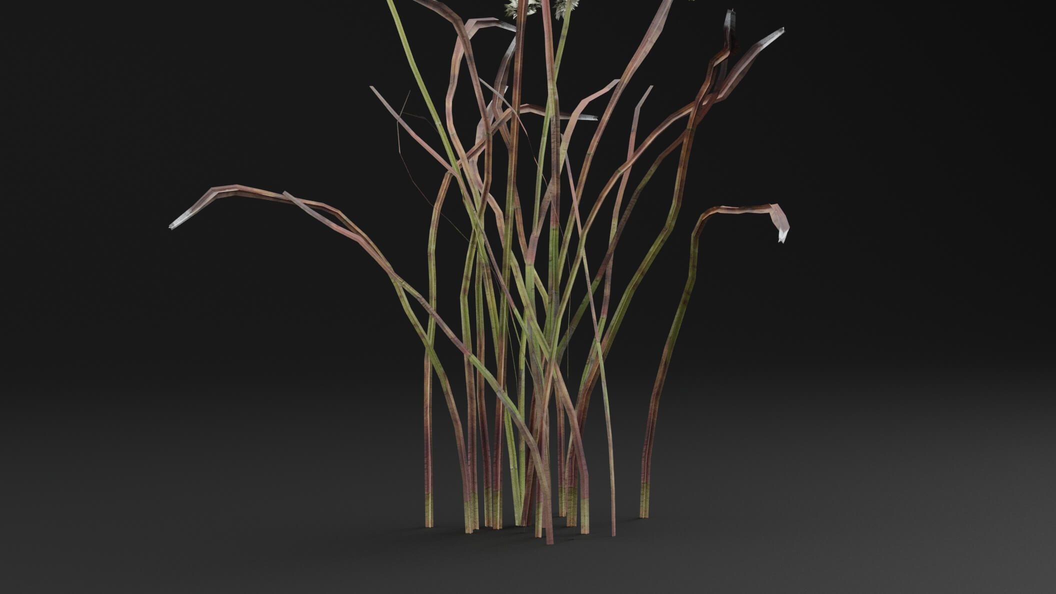 Eriophorum Plant - 3D Model by Green Lander