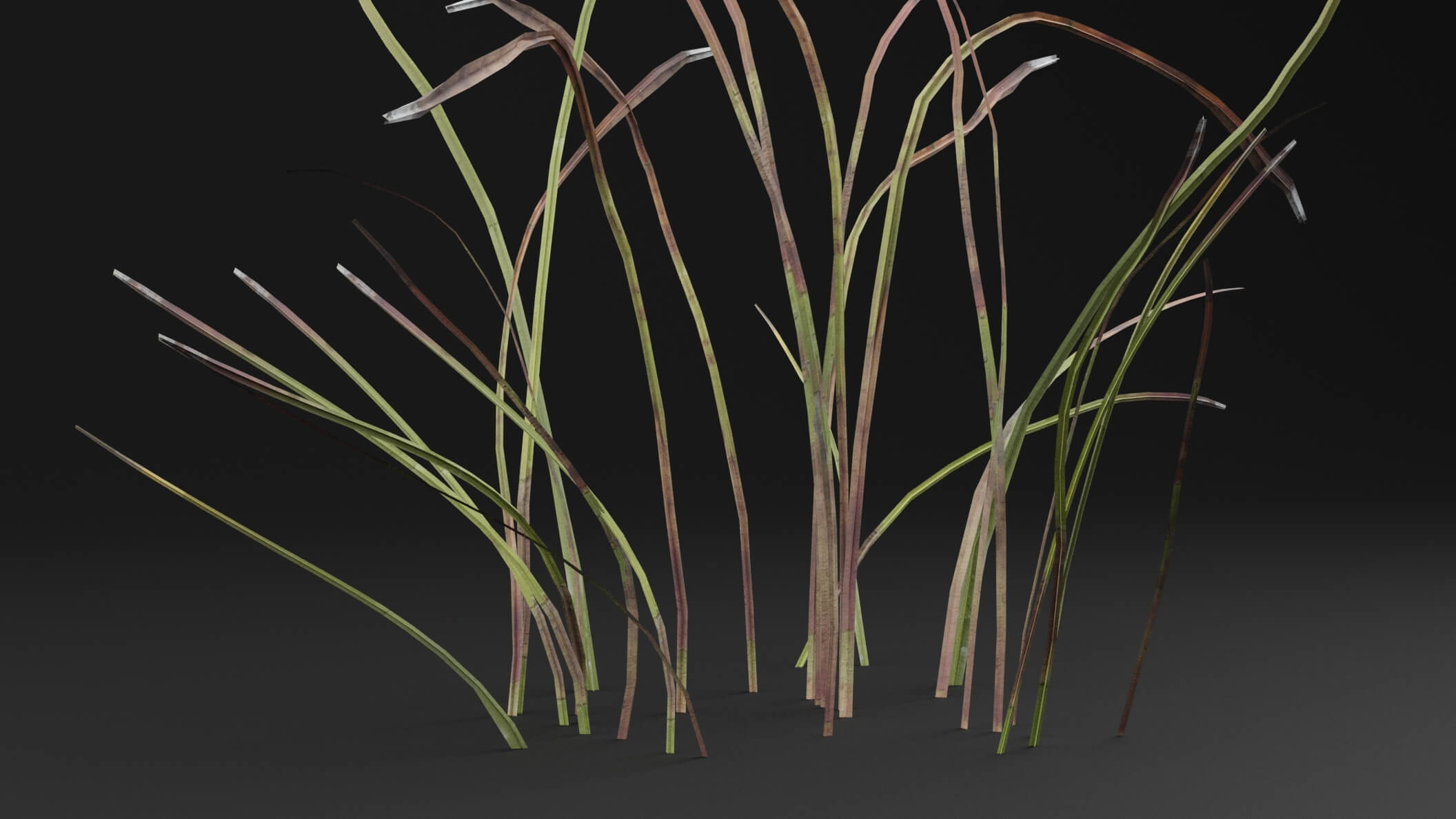 Eriophorum Plant - 3D Model by Green Lander
