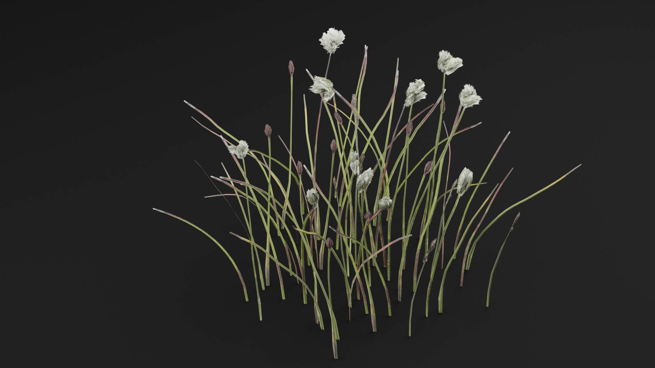 Eriophorum Plant - 3D Model by Green Lander