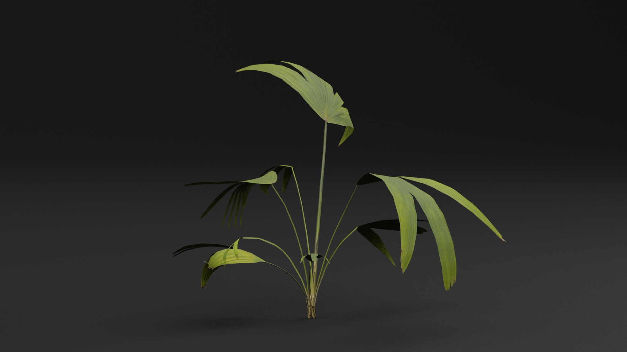 Fan Palm Plant - 3D Model by Green Lander