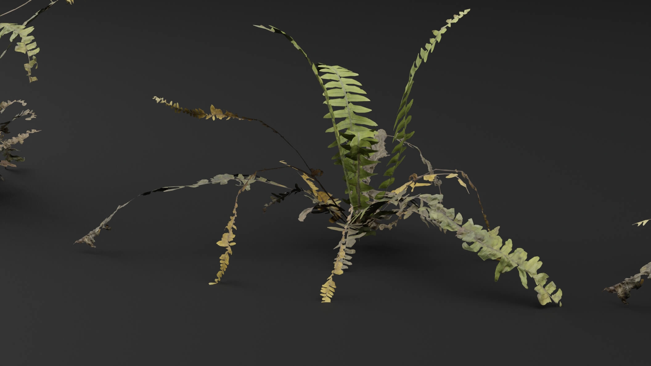 classic Fern Plant - 3D Model by Green Lander