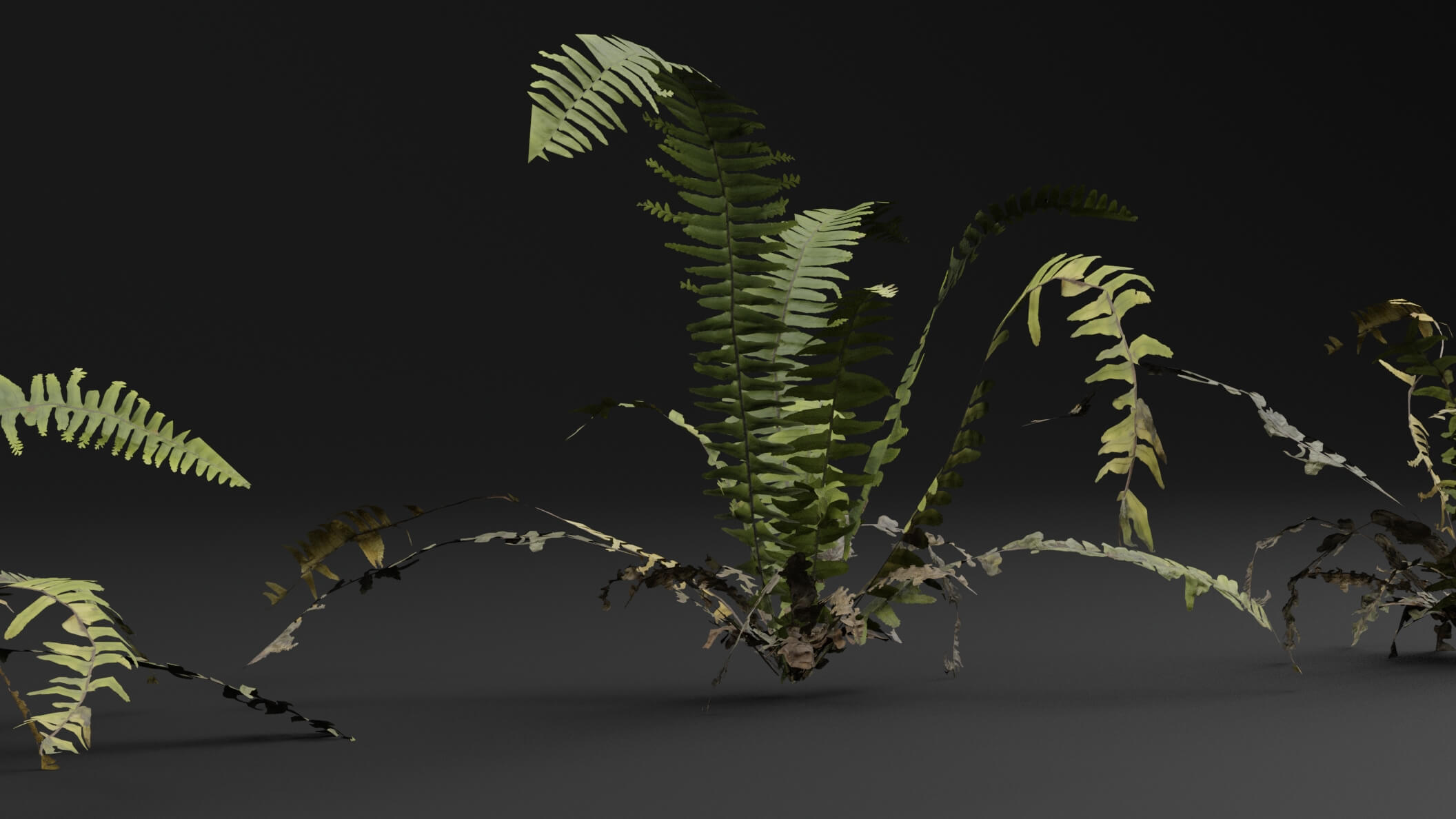 classic Fern Plant - 3D Model by Green Lander