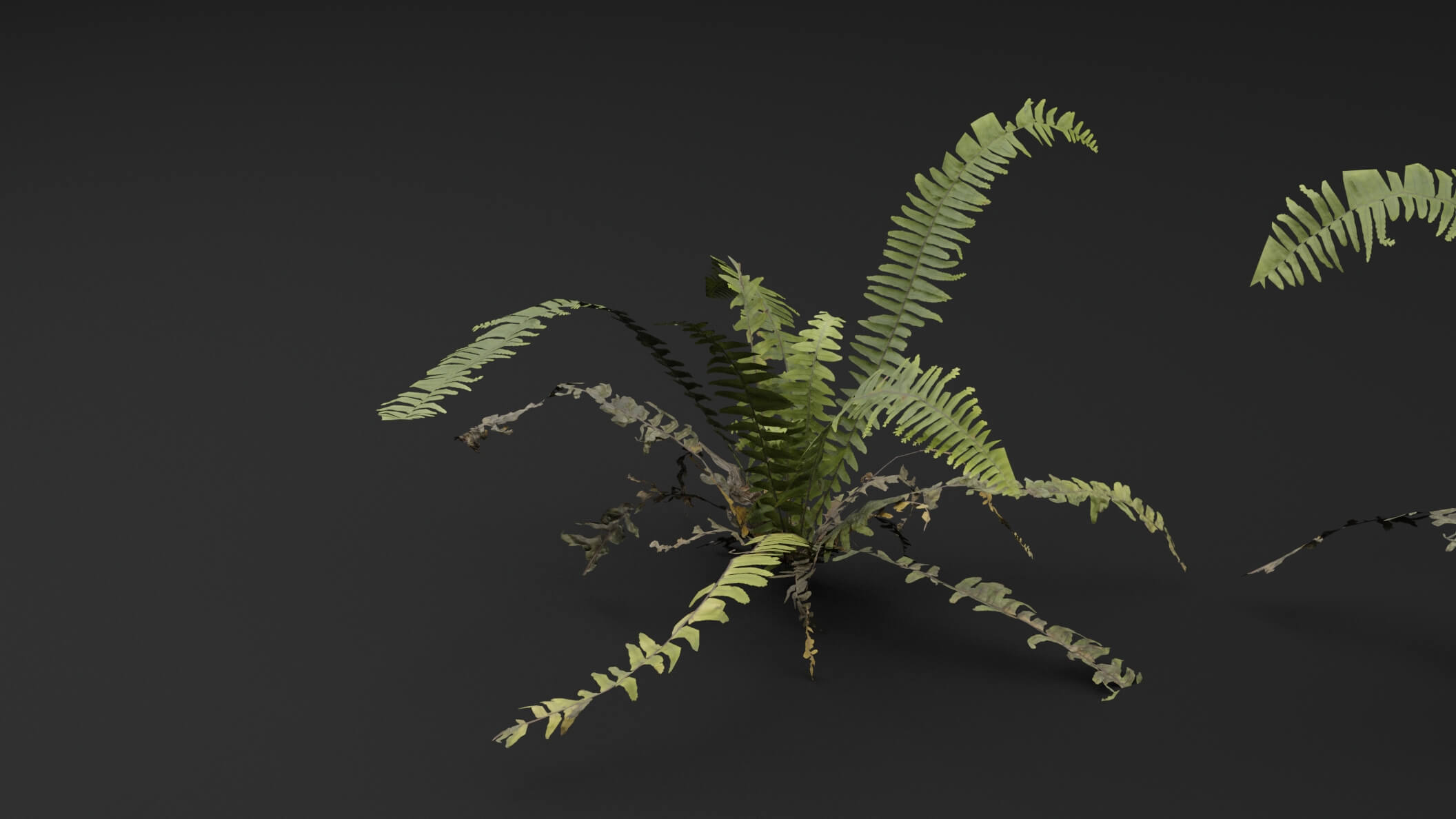 classic Fern Plant - 3D Model by Green Lander
