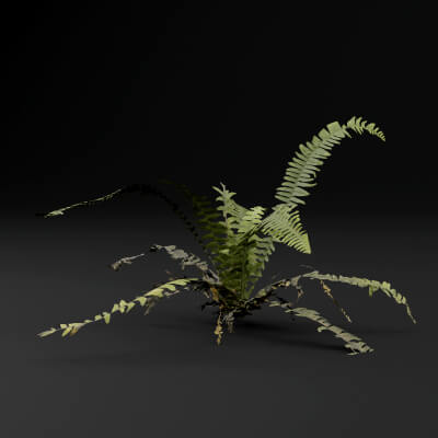 classic Fern Plant - 3D Model by Green Lander