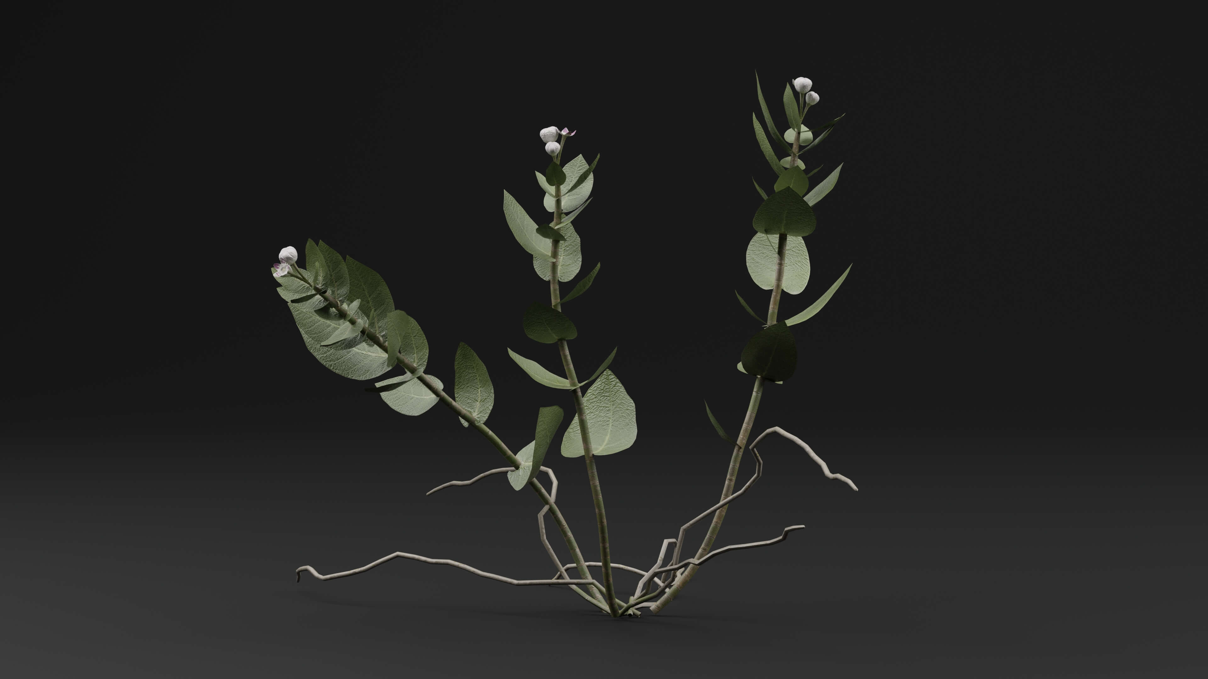 Ficus Elastica Plant - 3D Model by Green Lander