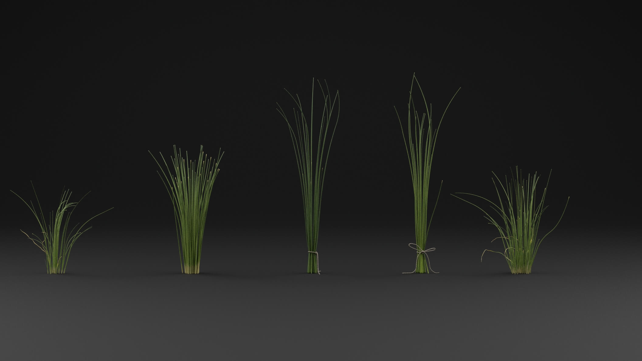 Fresh Chives Plant - 3D Model by Green Lander