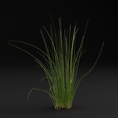 Fresh Chives Plant - 3D Model by Green Lander