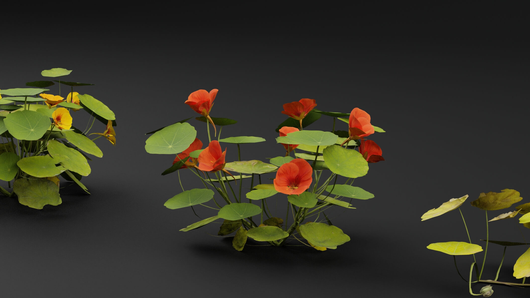 Garden Nasturtium Plant - 3D Model by Green Lander